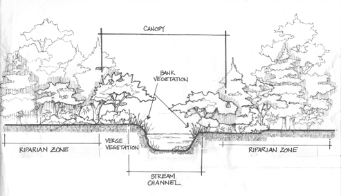 BRIDGING THE WATERSHED - stream vegetation diagram