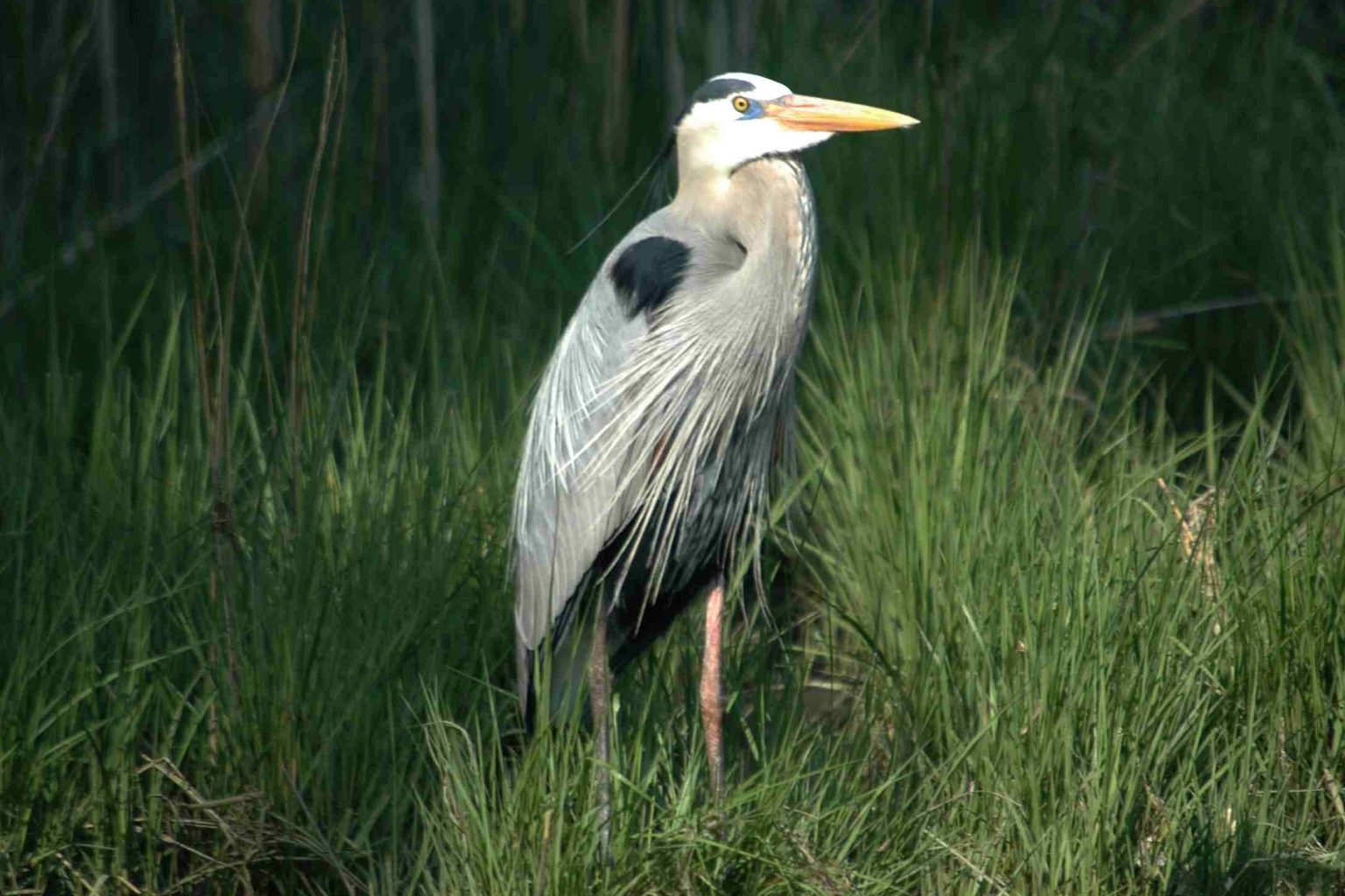 Bird Watching - Alice Ferguson Foundation