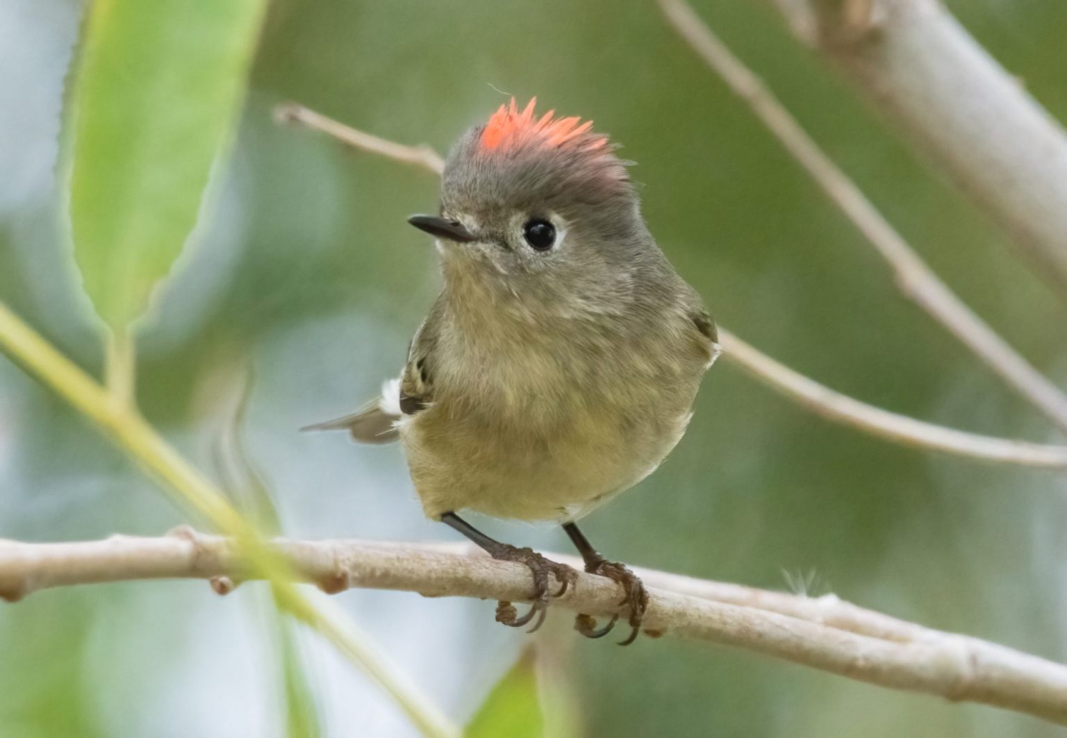Bird Watching - Alice Ferguson Foundation